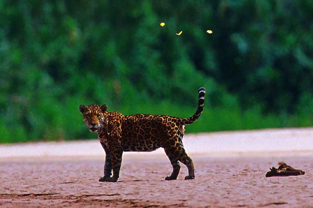 BERRACO DEL MADIDI – Runakay Travel