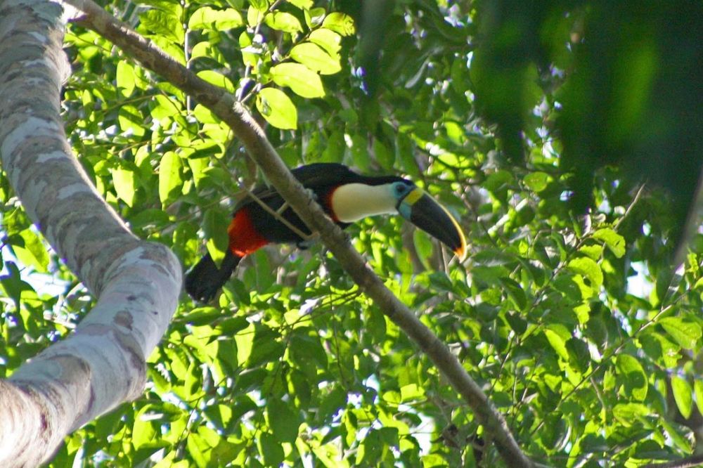 BERRACO DEL MADIDI – Runakay Travel